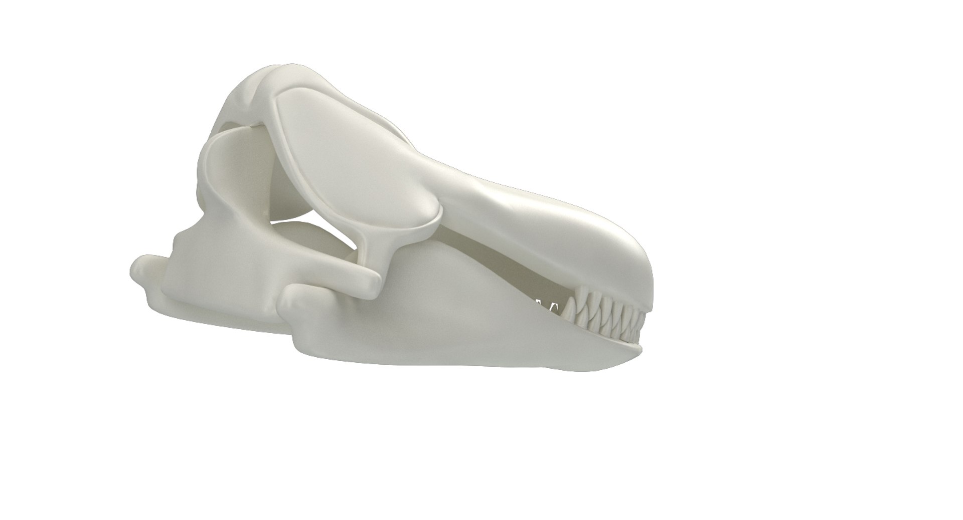 Killer Orca Skull 3D - TurboSquid 1348709