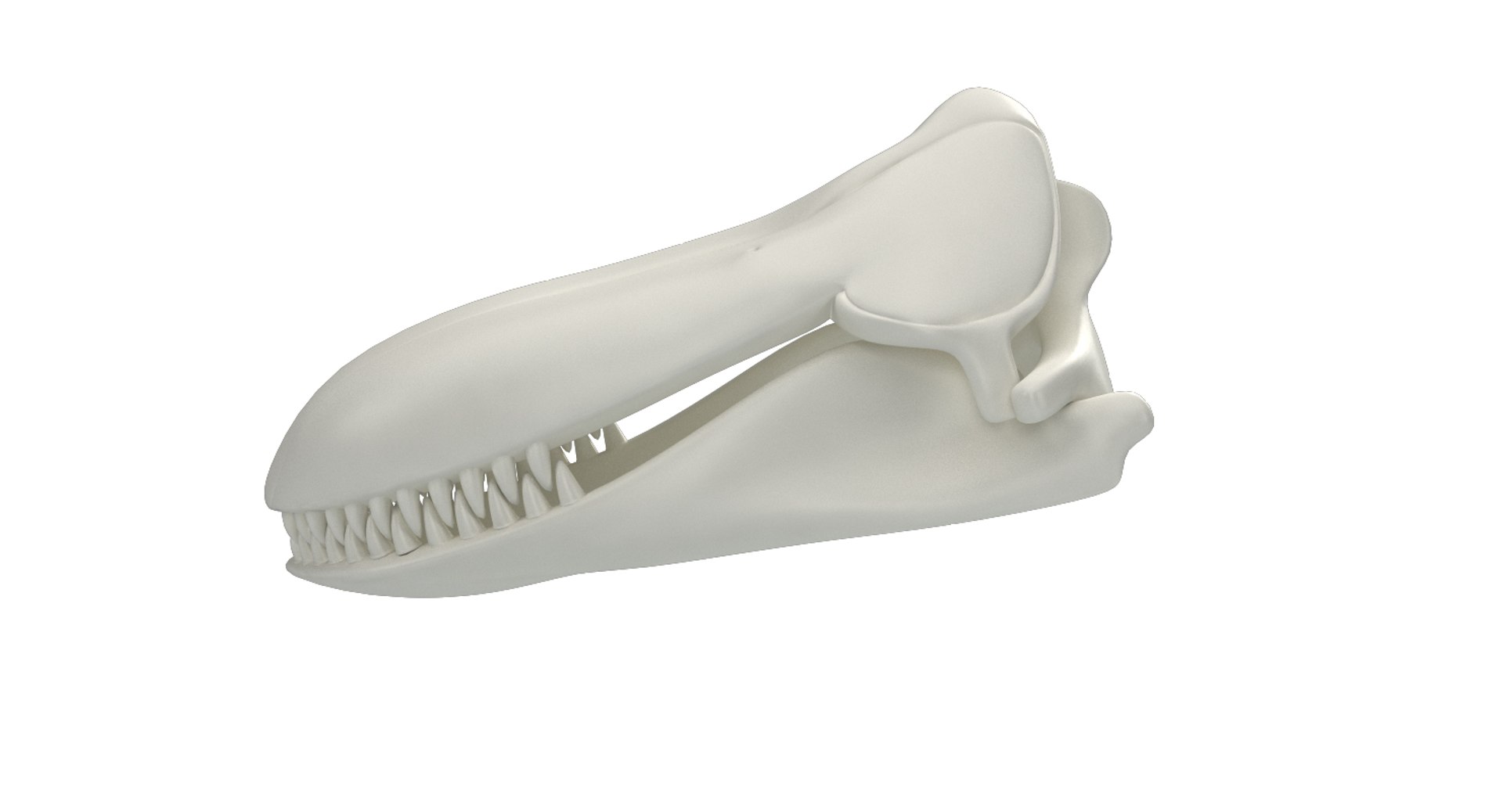 Killer Orca Skull 3D - TurboSquid 1348709