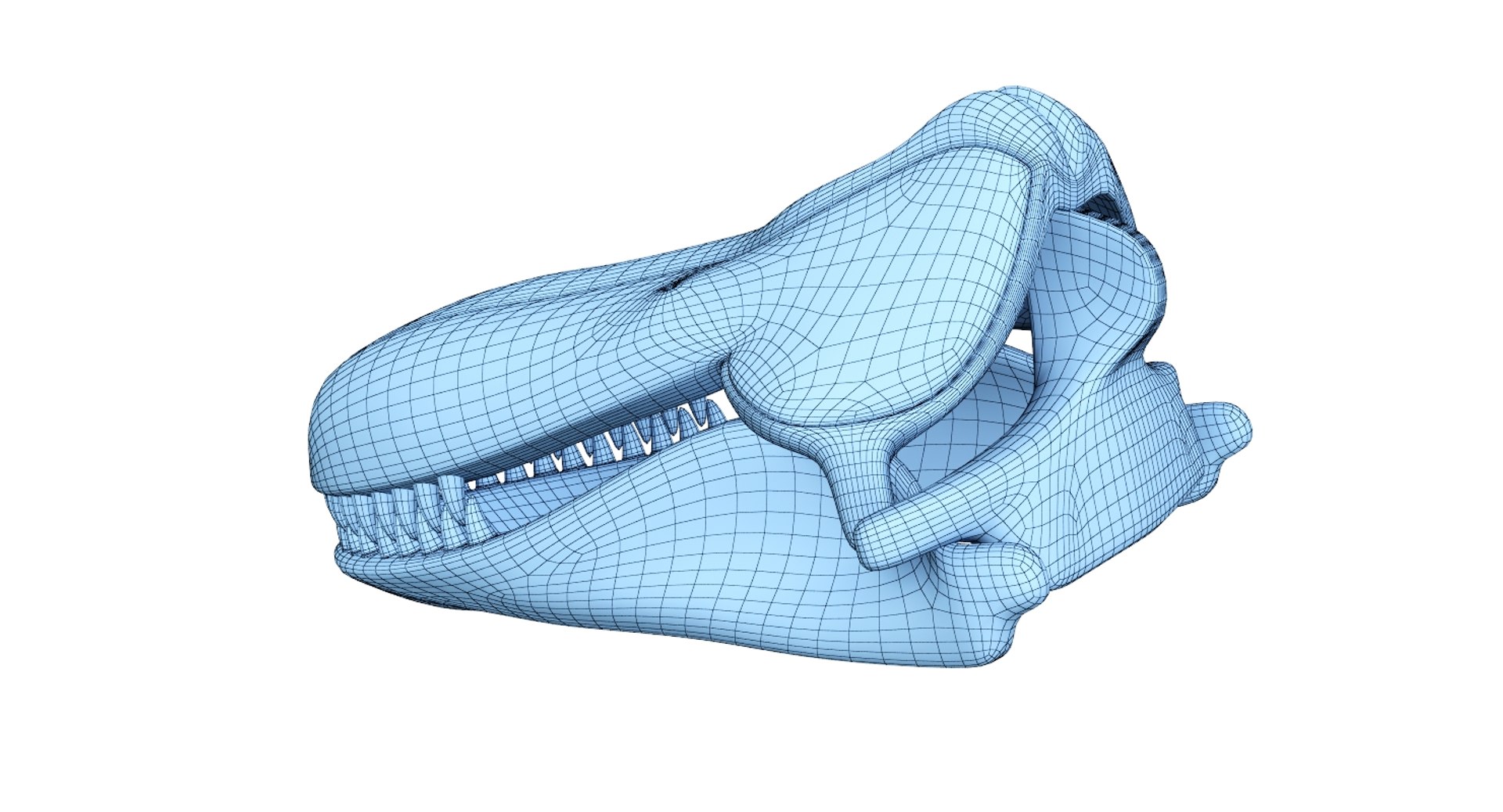 Killer Orca Skull 3D - TurboSquid 1348709