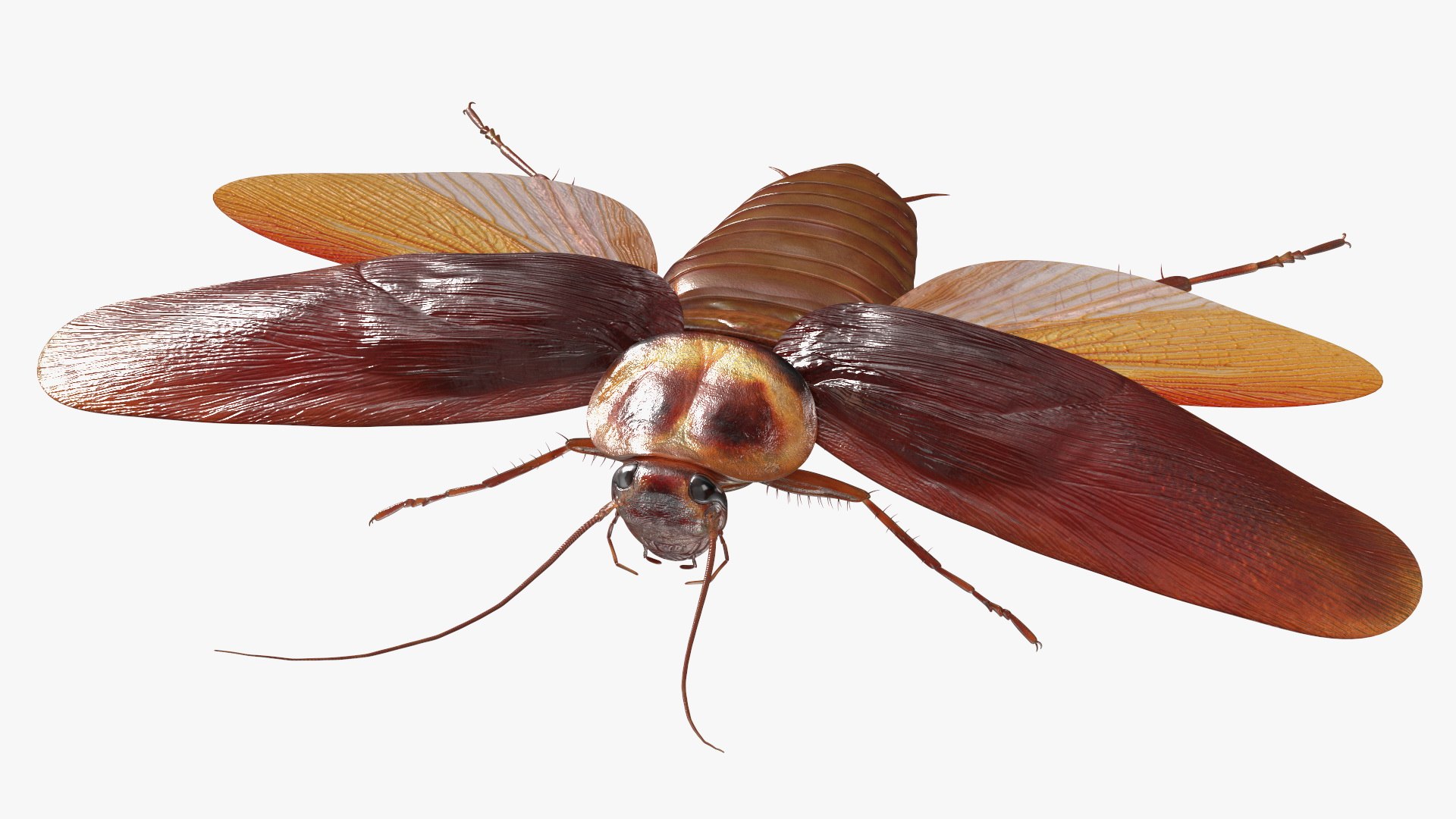 3D Flying Cockroach Rigged for Maya - TurboSquid 2089066