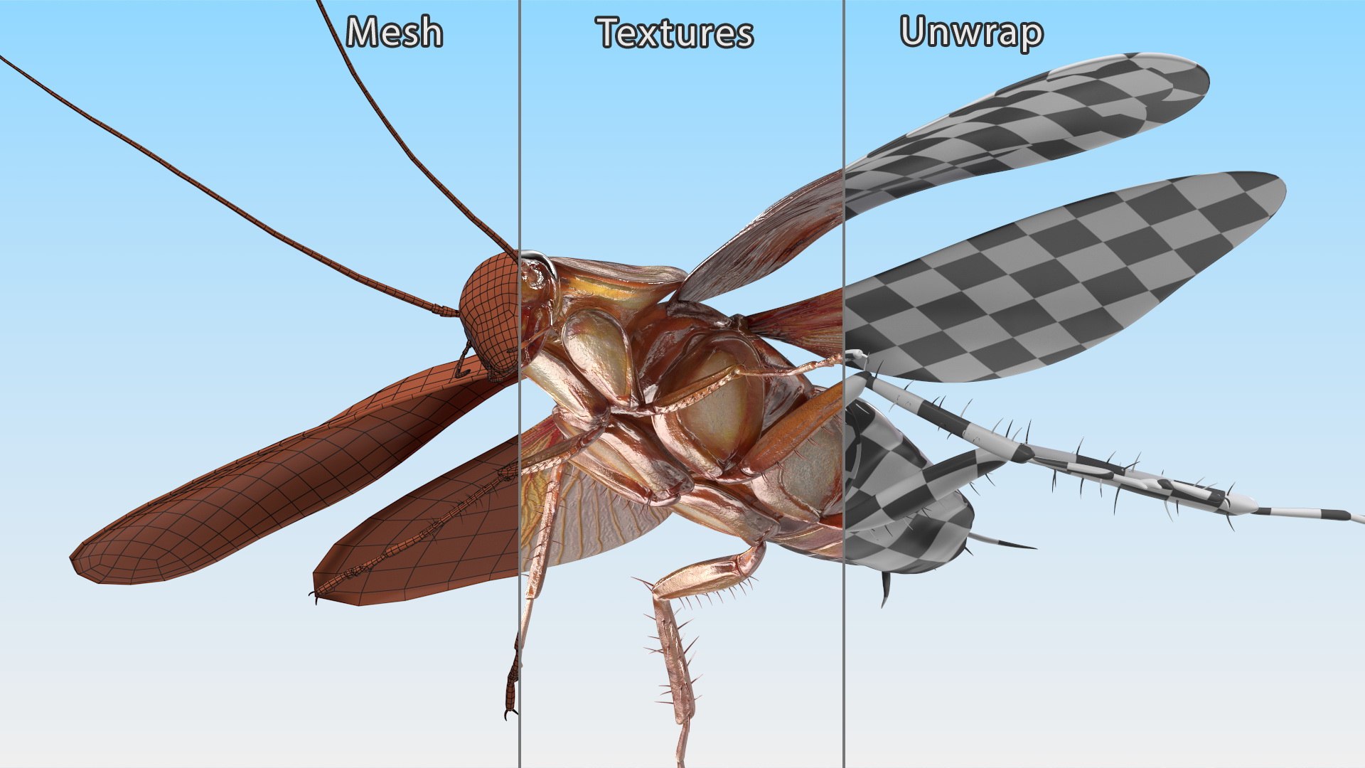 3D Flying Cockroach Rigged for Maya - TurboSquid 2089066