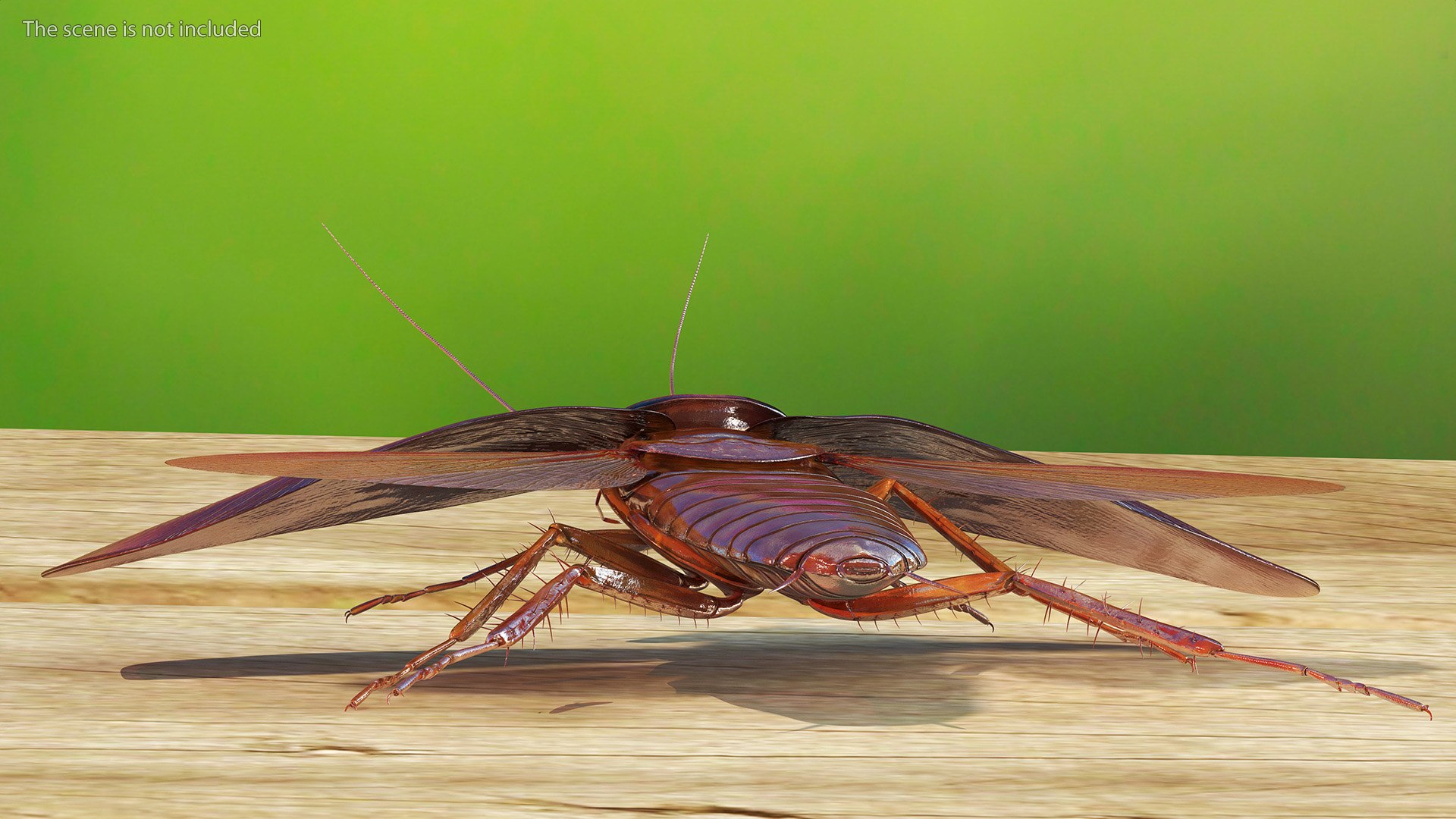 3D Flying Cockroach Rigged for Maya - TurboSquid 2089066