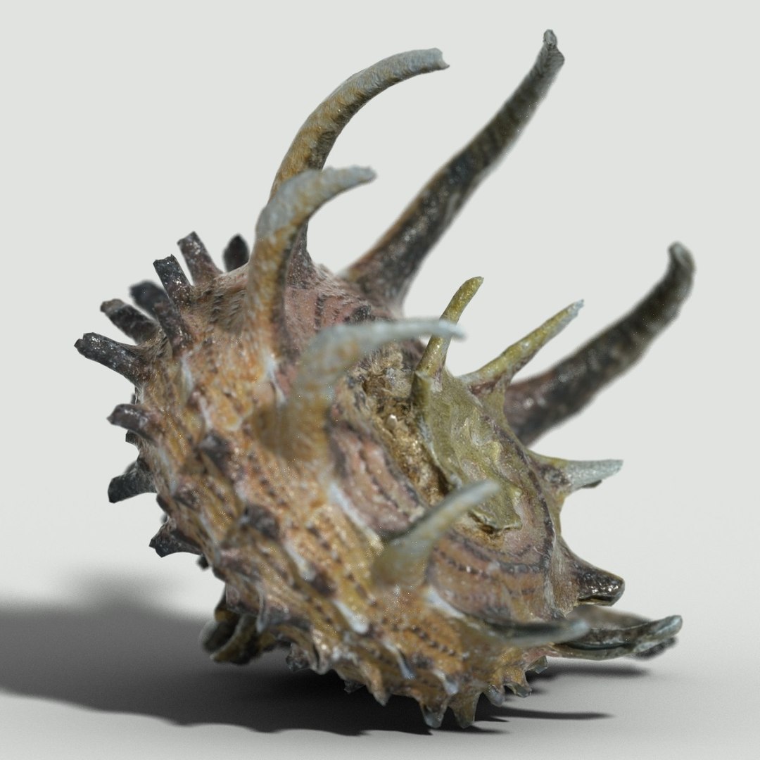 3d model angaria delphinus