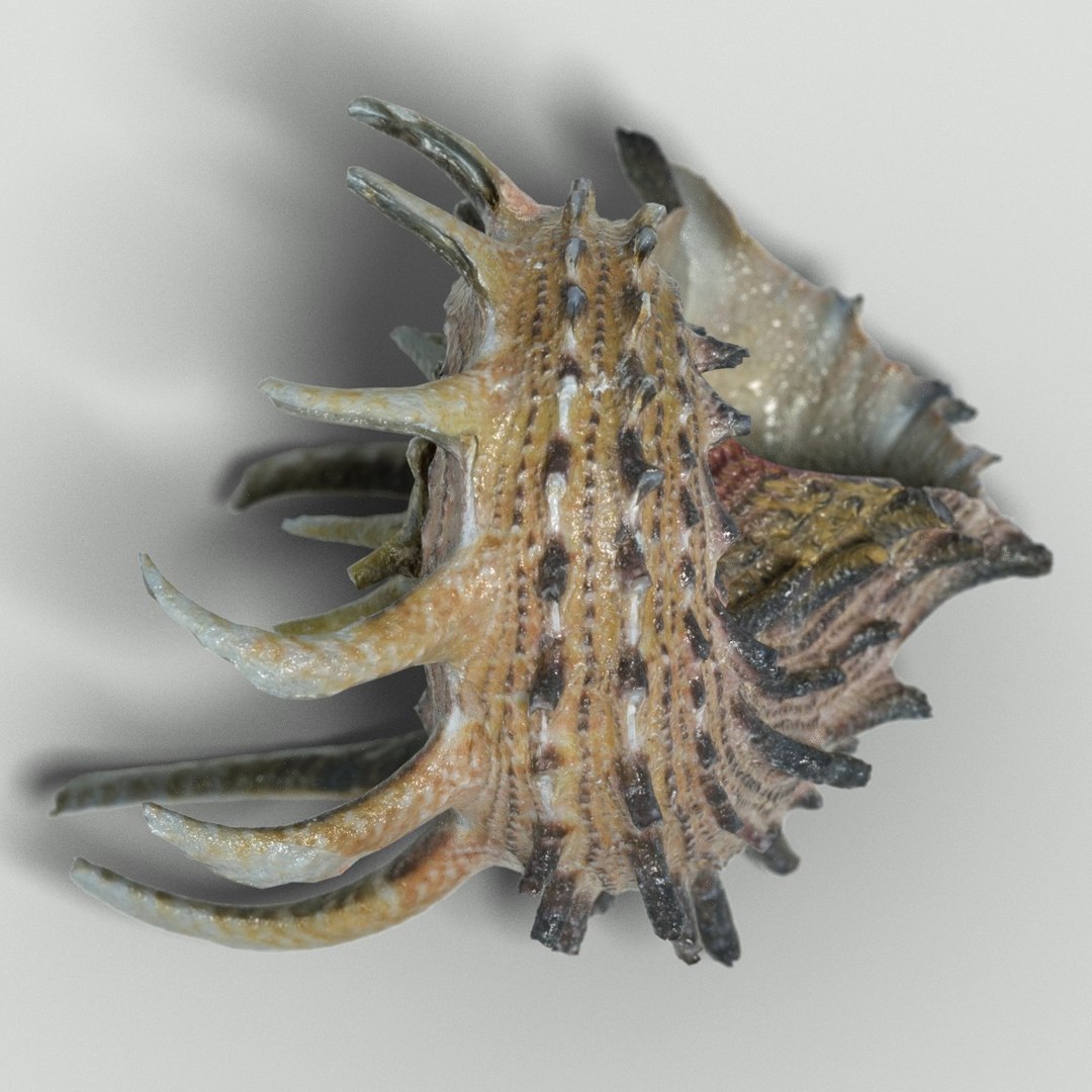 3d model angaria delphinus