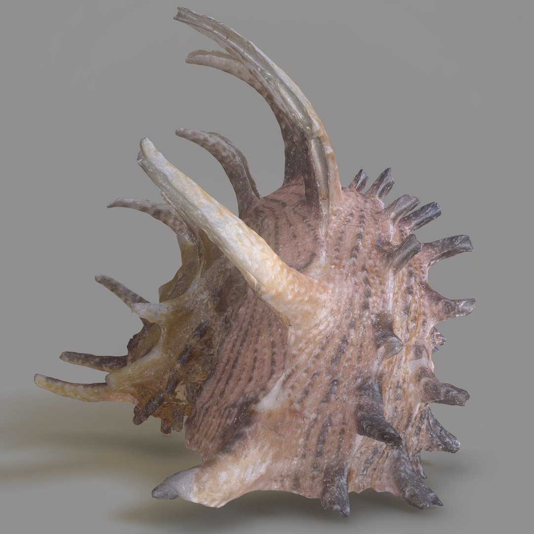 3d model angaria delphinus