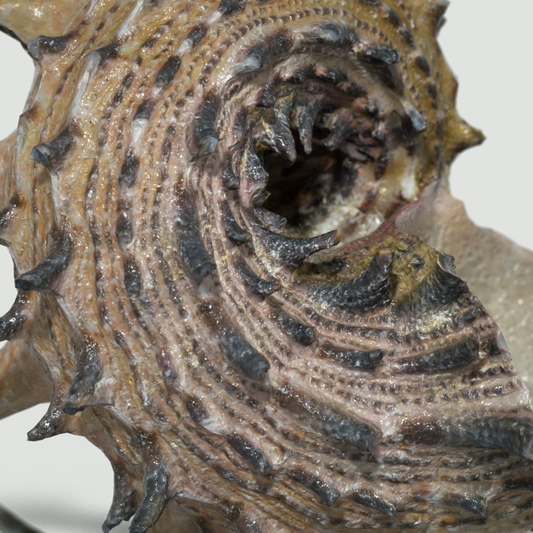 3d model angaria delphinus