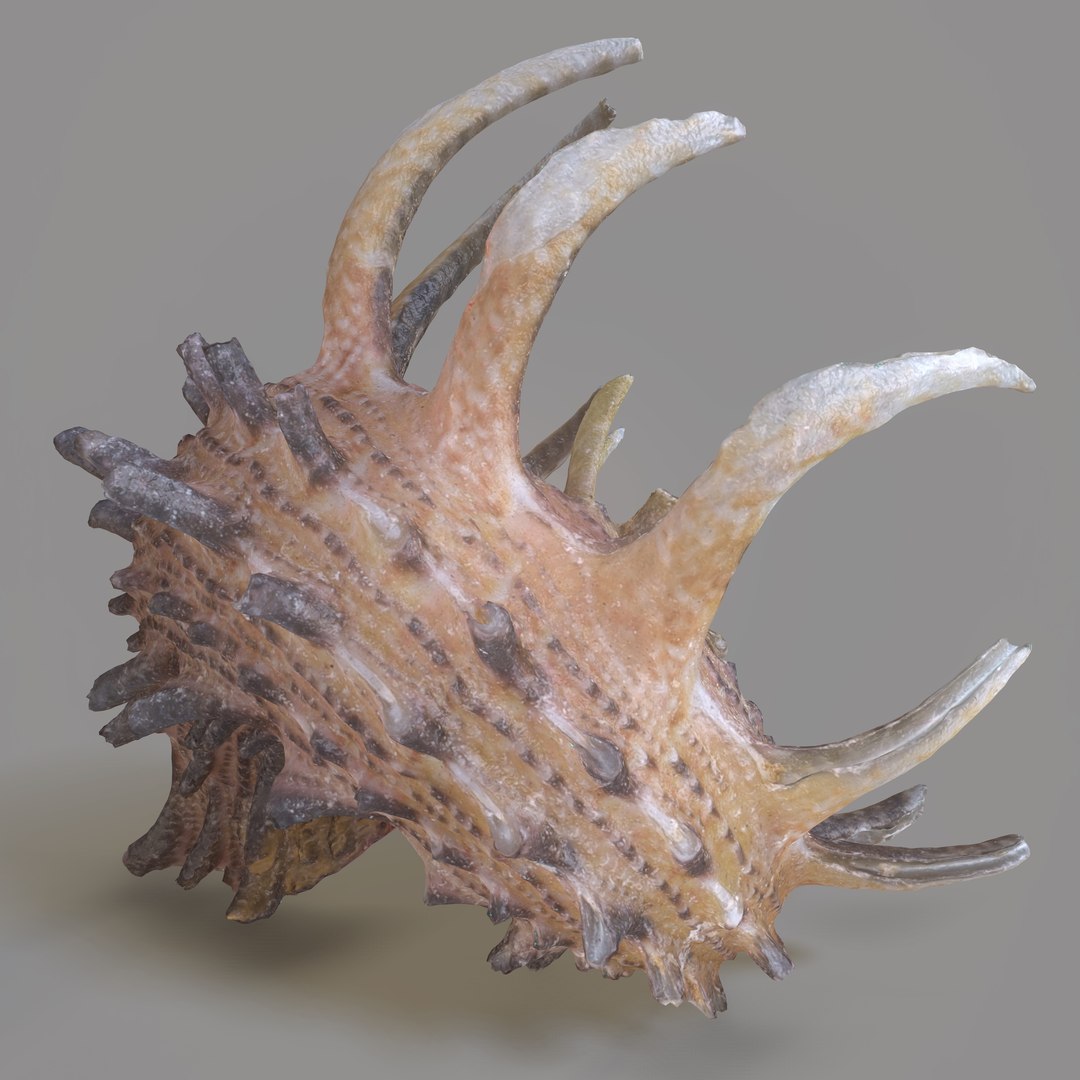 3d model angaria delphinus