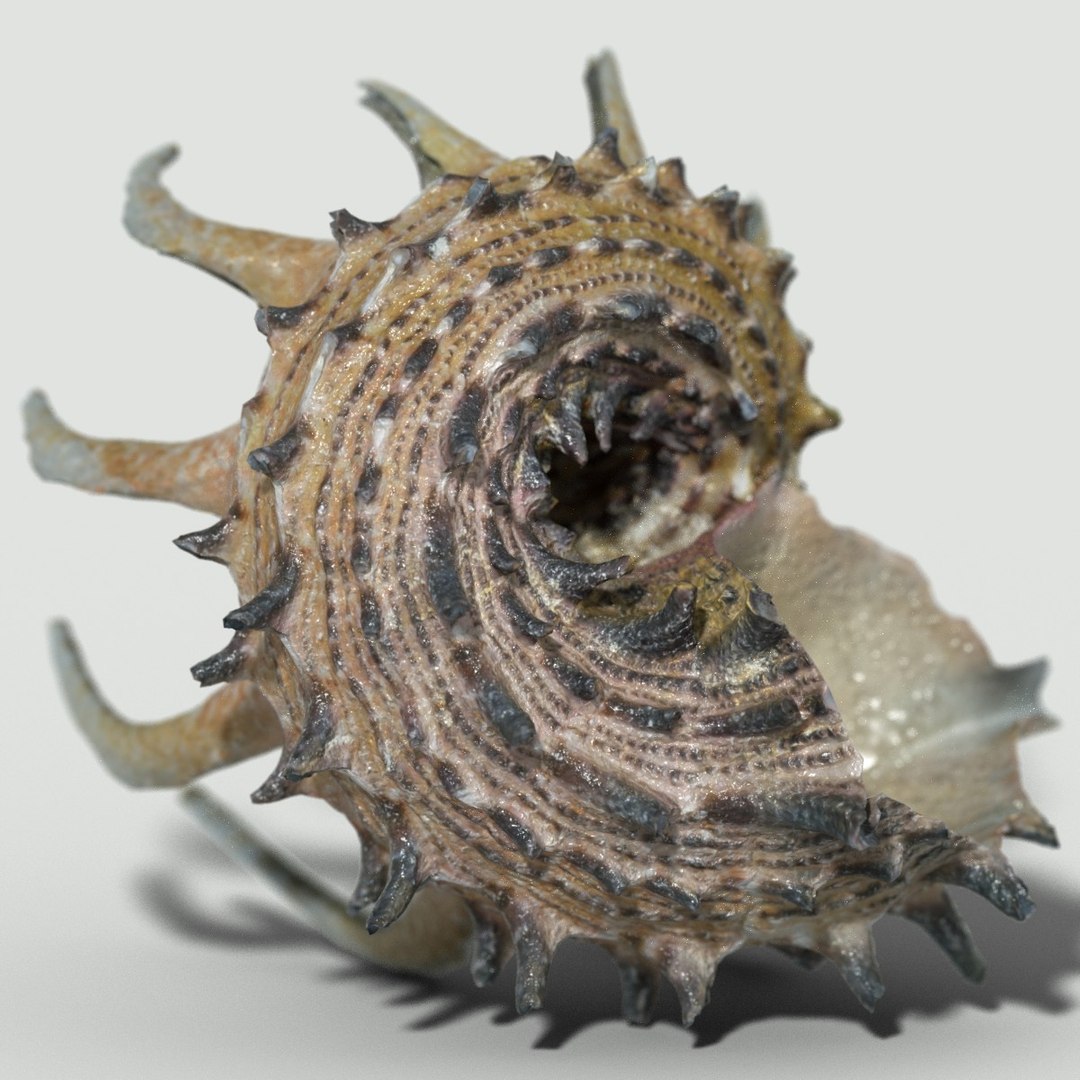 3d model angaria delphinus