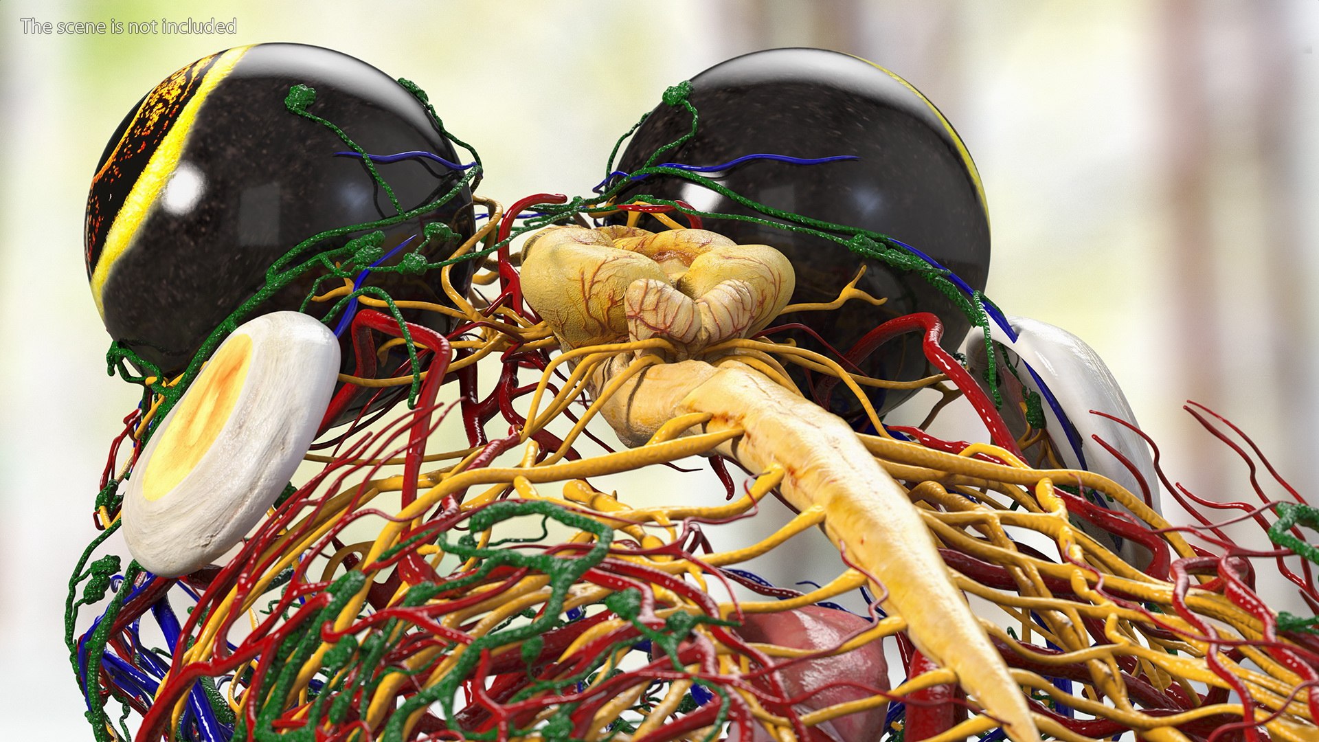 Frog Venous System model - TurboSquid 1836867