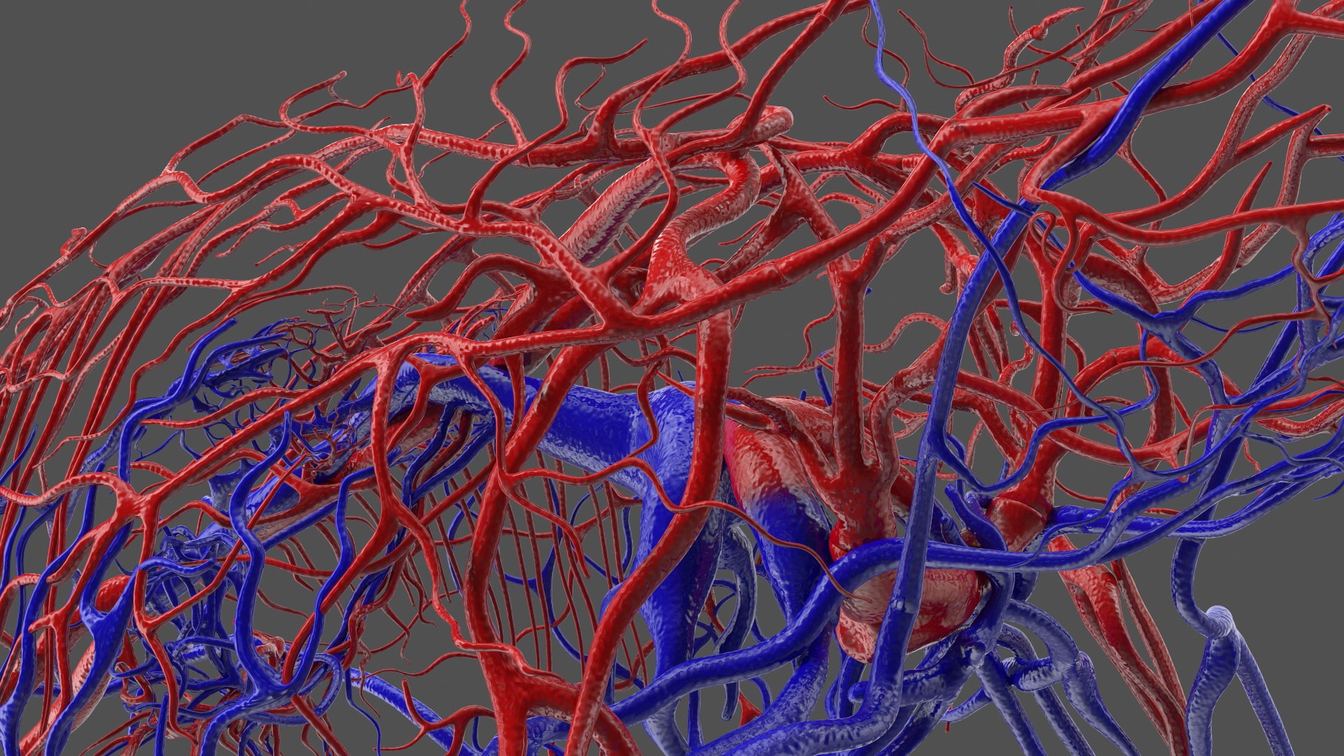 Frog Venous System model - TurboSquid 1836867
