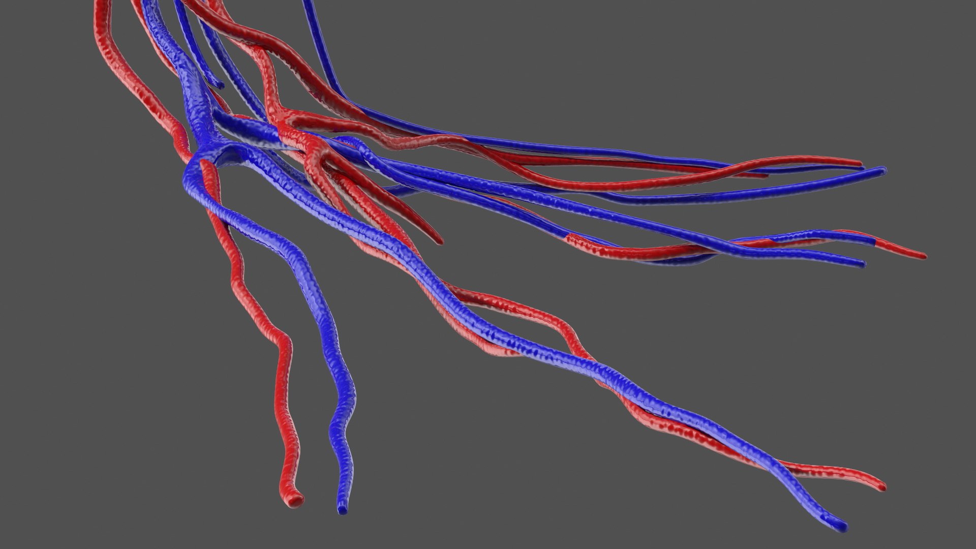 Frog Venous System model - TurboSquid 1836867