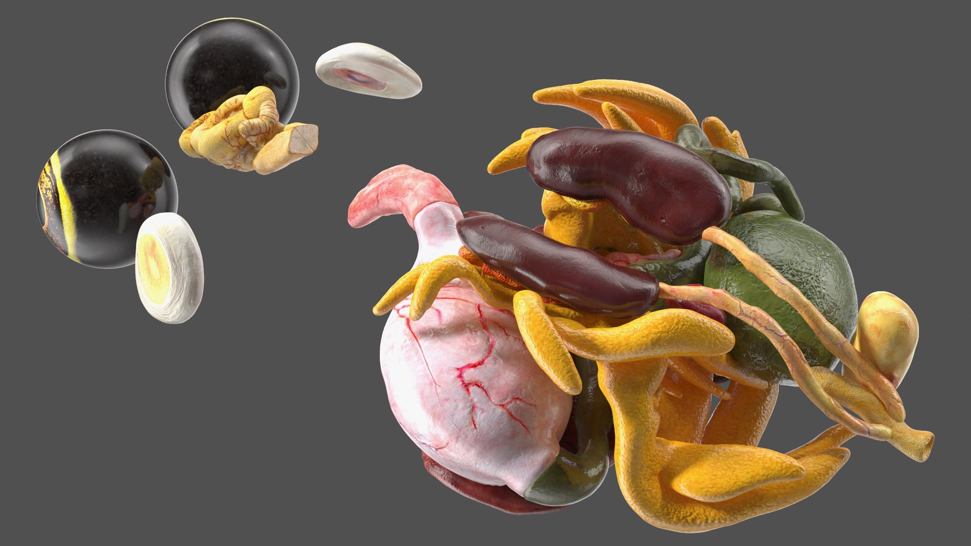 Frog Venous System model - TurboSquid 1836867