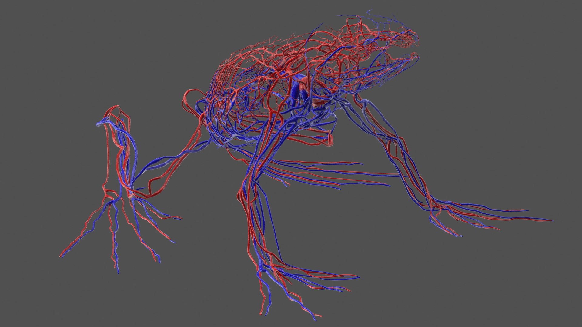 Frog Venous System model - TurboSquid 1836867