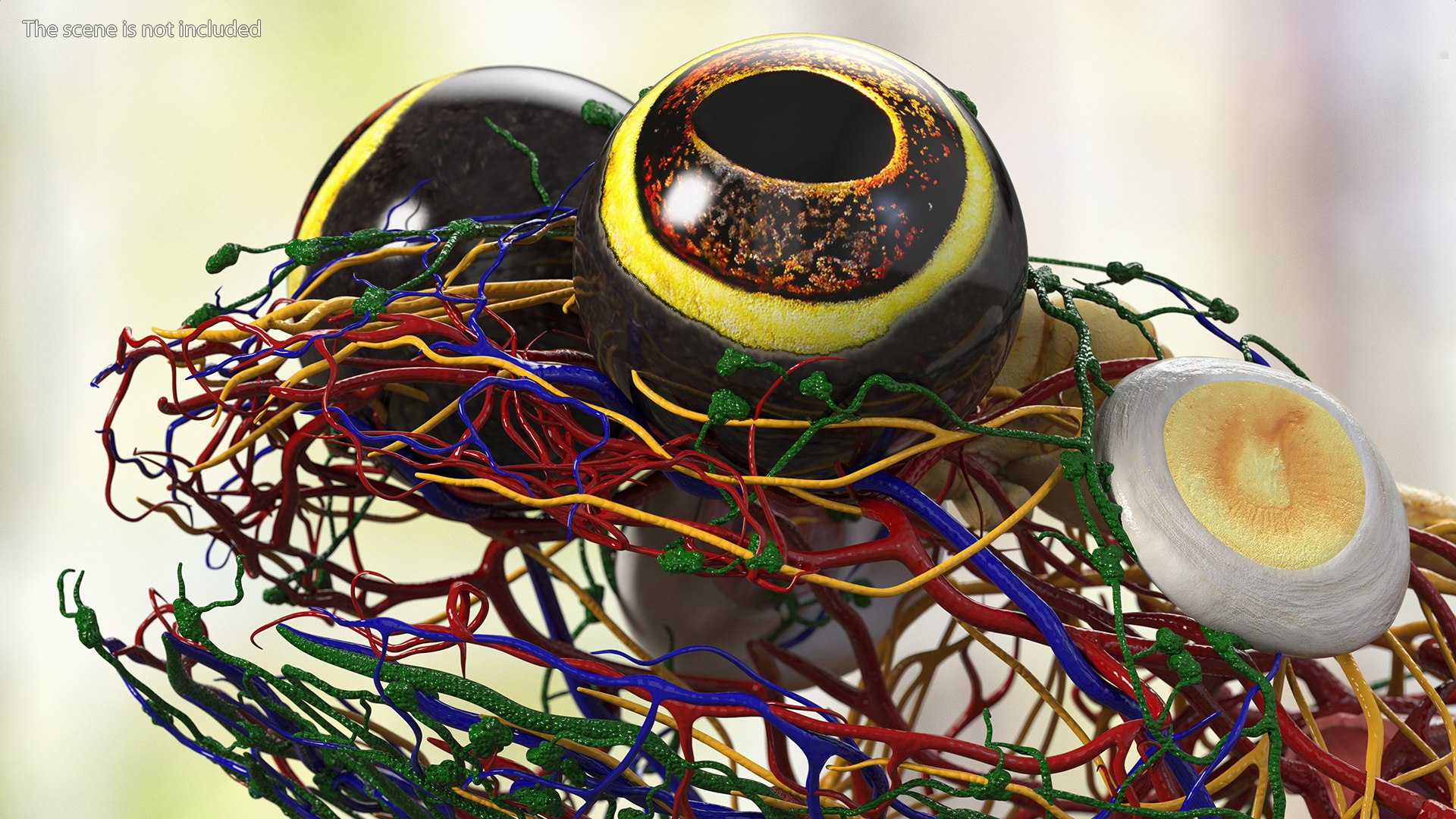 Frog Venous System model - TurboSquid 1836867