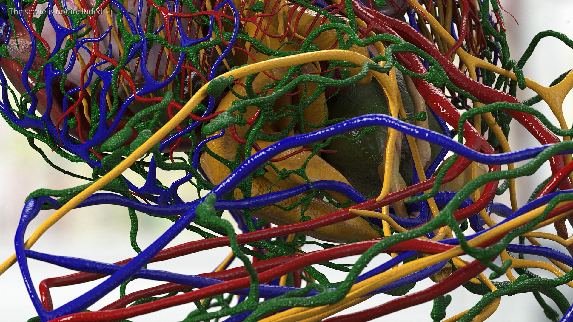 Venous System Of Frog Diagram Frog Dissection Heart