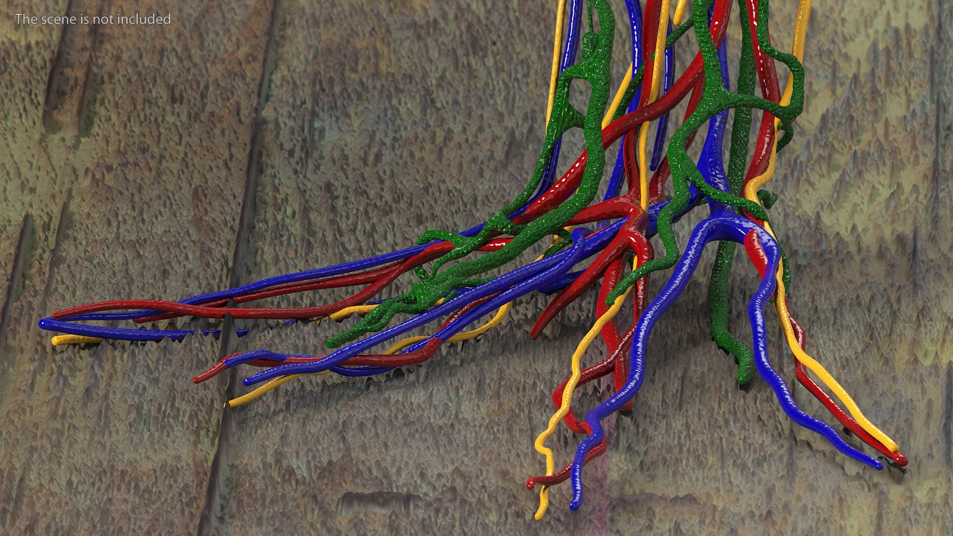 Frog Venous System model - TurboSquid 1836867