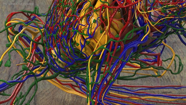 Frog Venous System model - TurboSquid 1836867