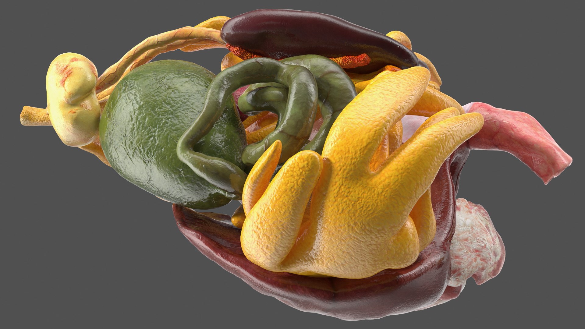Frog Venous System model - TurboSquid 1836867