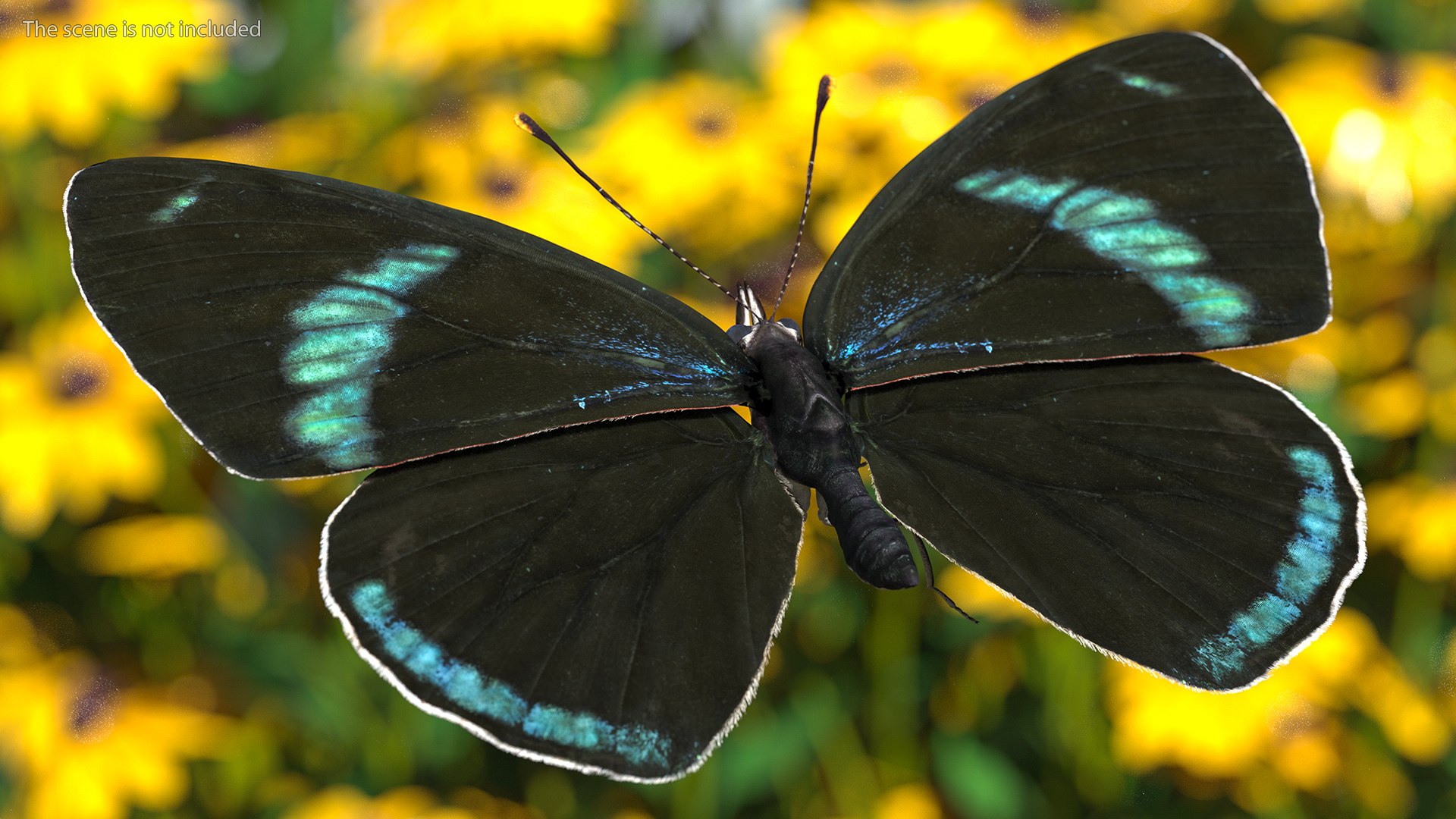 Diaethria Clymena Butterfly 3D Model - TurboSquid 1784443