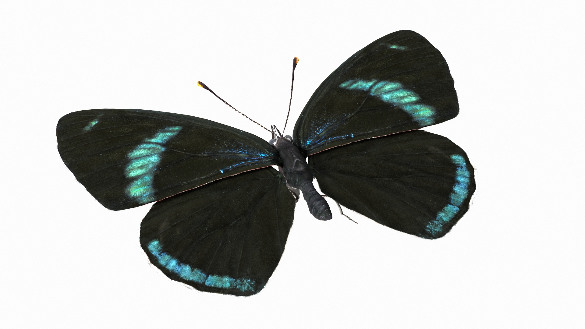 Diaethria Clymena Butterfly 3D Model - TurboSquid 1784443