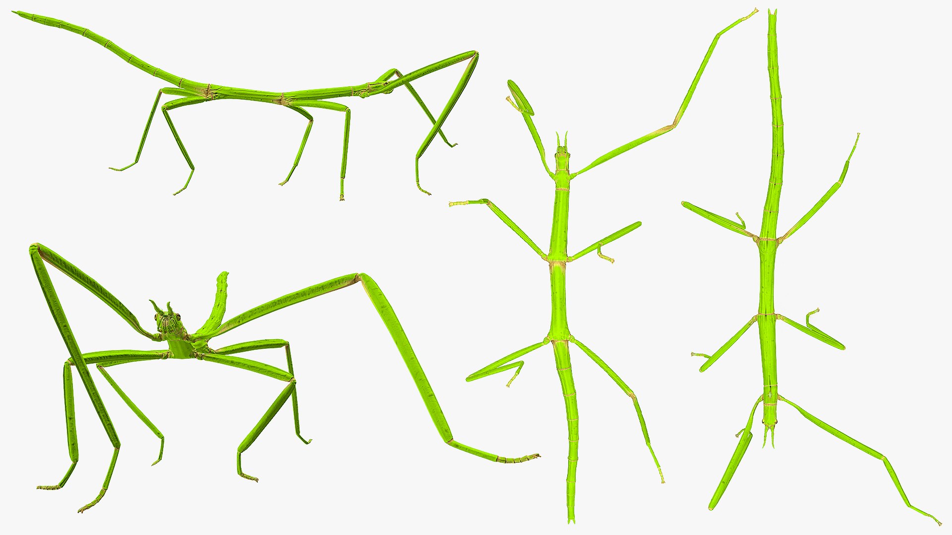 3D stick insect green walking - TurboSquid 1469125