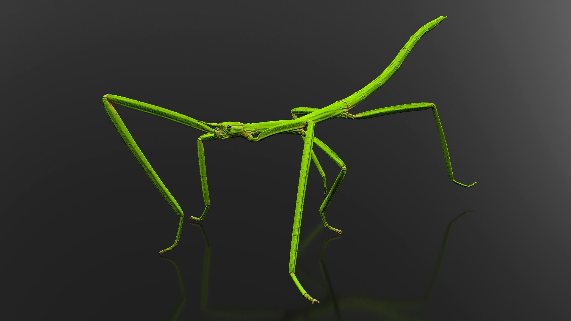 3D stick insect green walking - TurboSquid 1469125