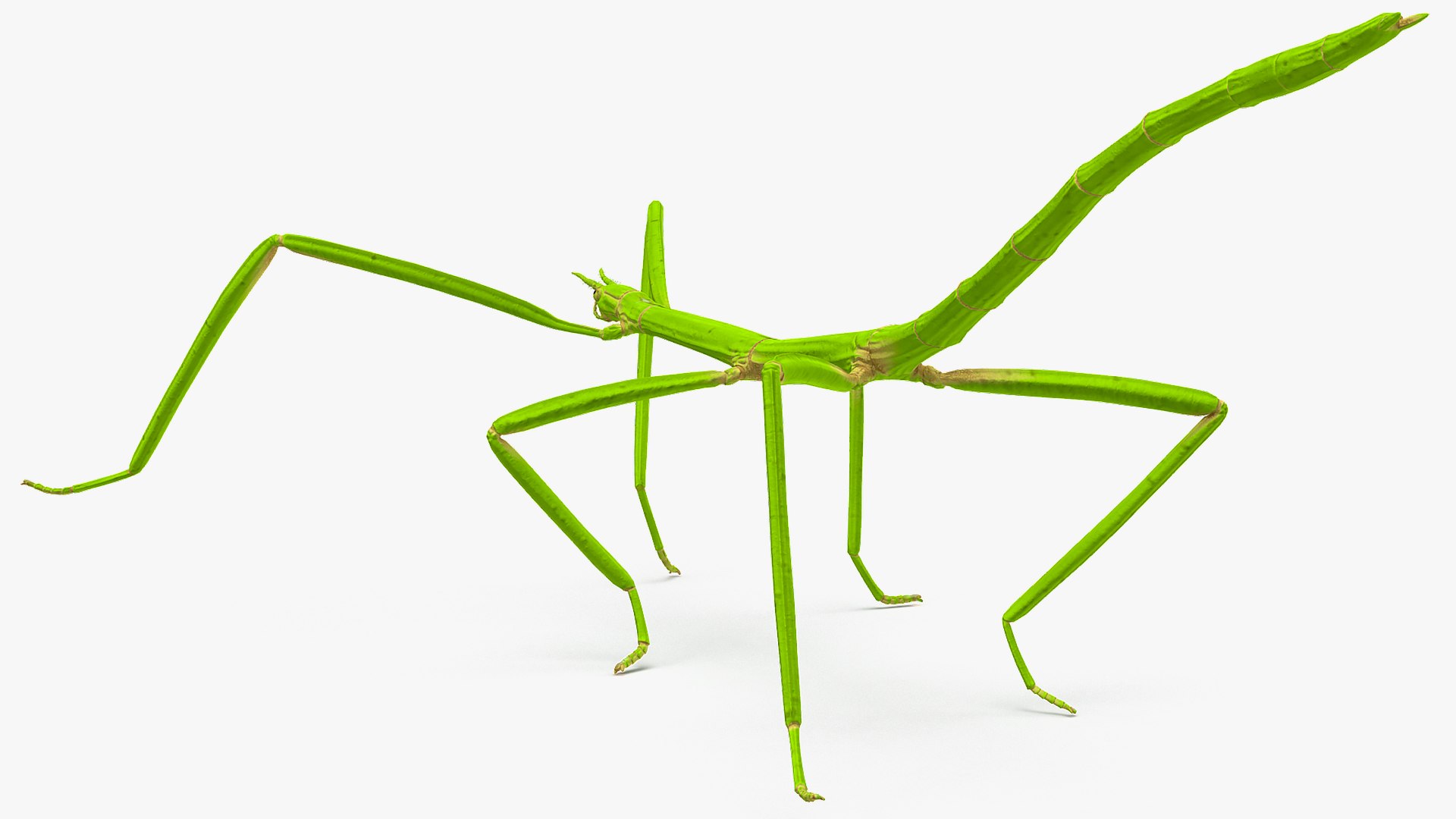 3D stick insect green walking - TurboSquid 1469125