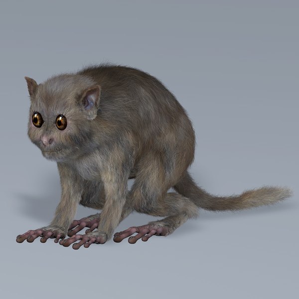 Tarsier 3D Models for Download | TurboSquid