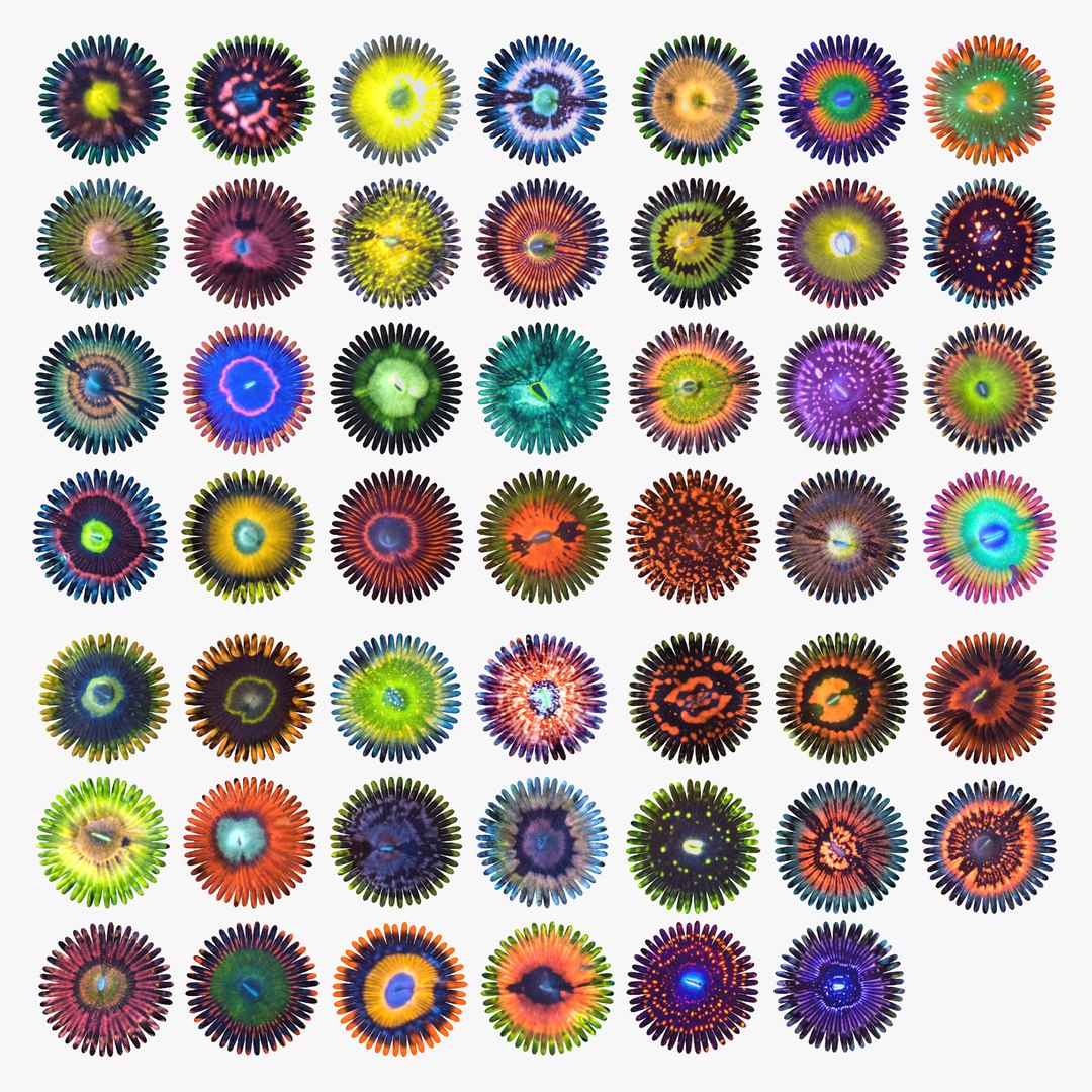 Zoanthid corals 3D model - TurboSquid 1551206