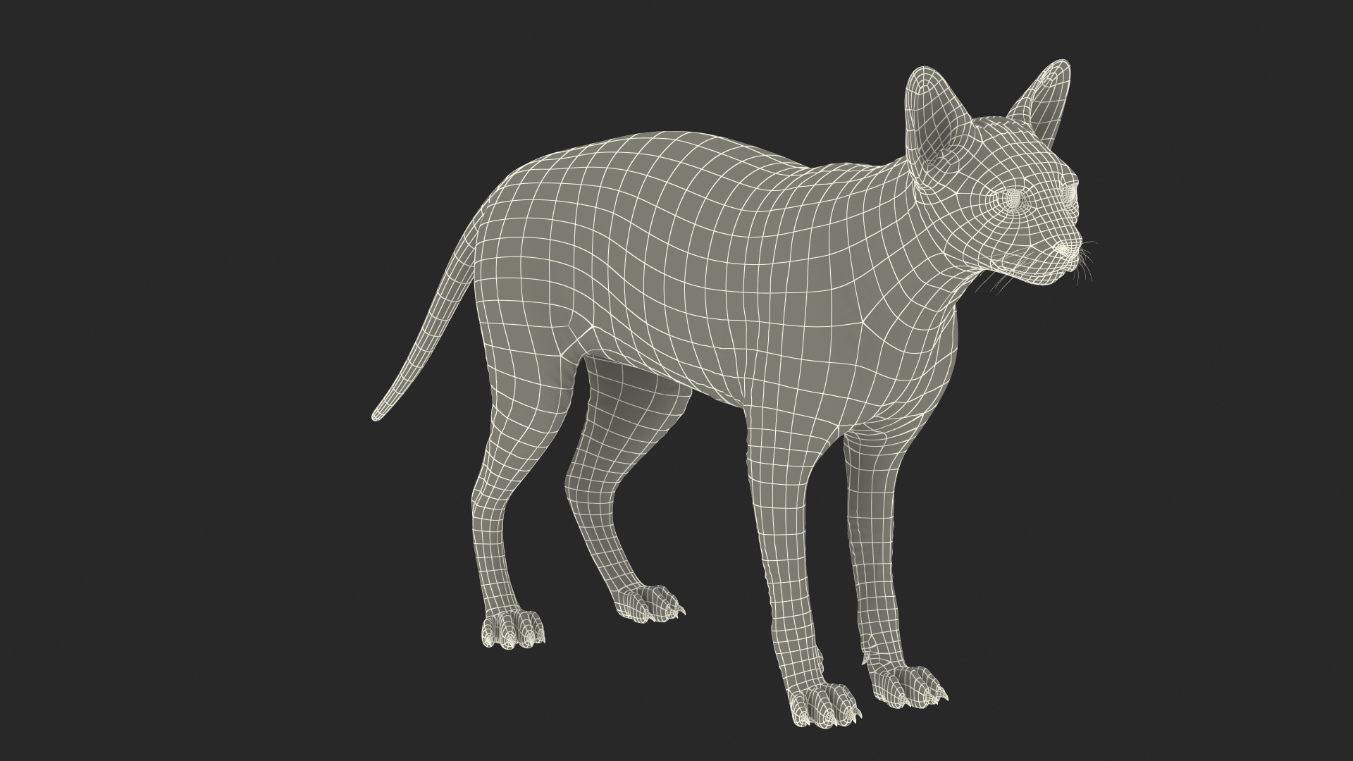 Cream Sphynx Cat Rigged Model - TurboSquid 1657460