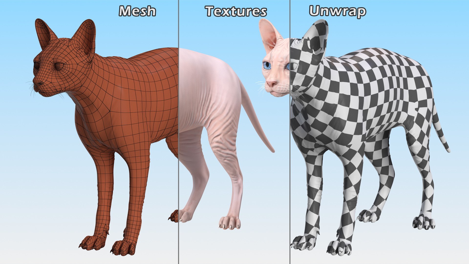 Cream Sphynx Cat Rigged Model - TurboSquid 1657460