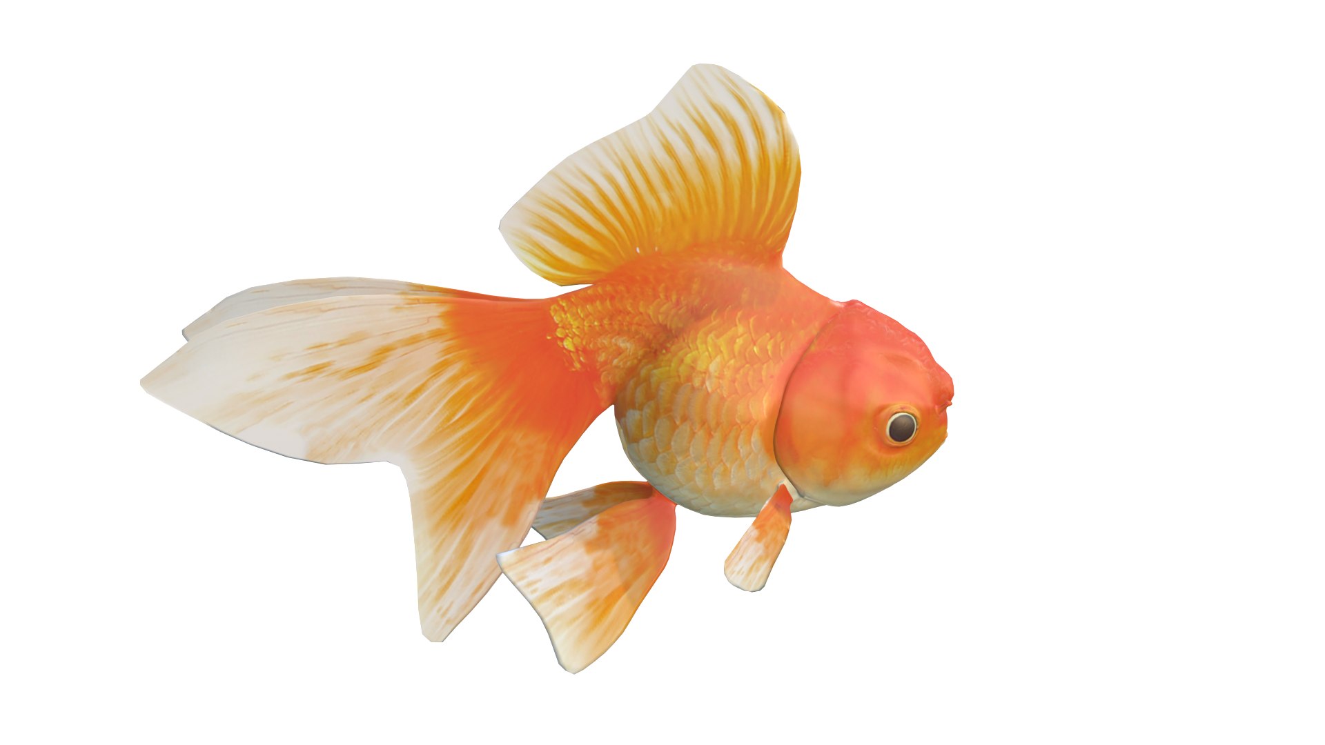 Oranda Breed 3D Model Model - TurboSquid 2313595