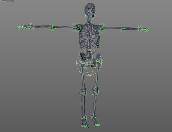 3d model human skeleton details