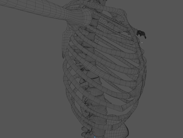 3d model human skeleton details