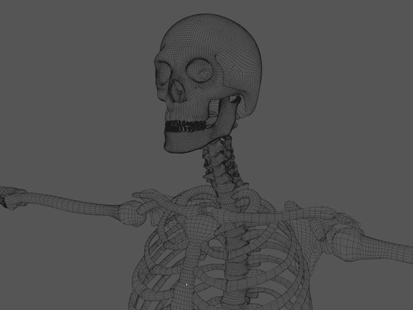 3d model human skeleton details