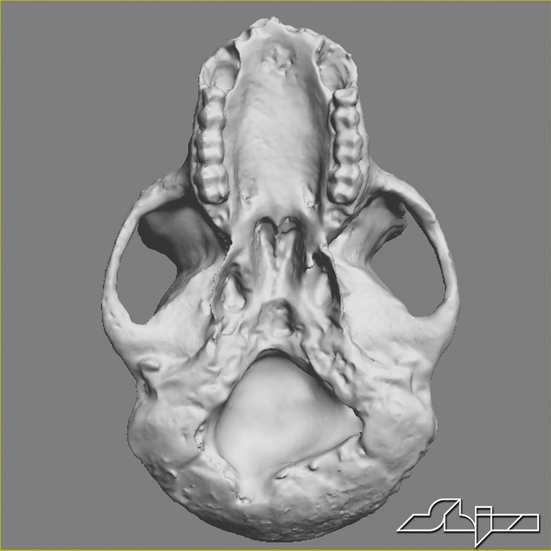 Skull Monkey 3d Model