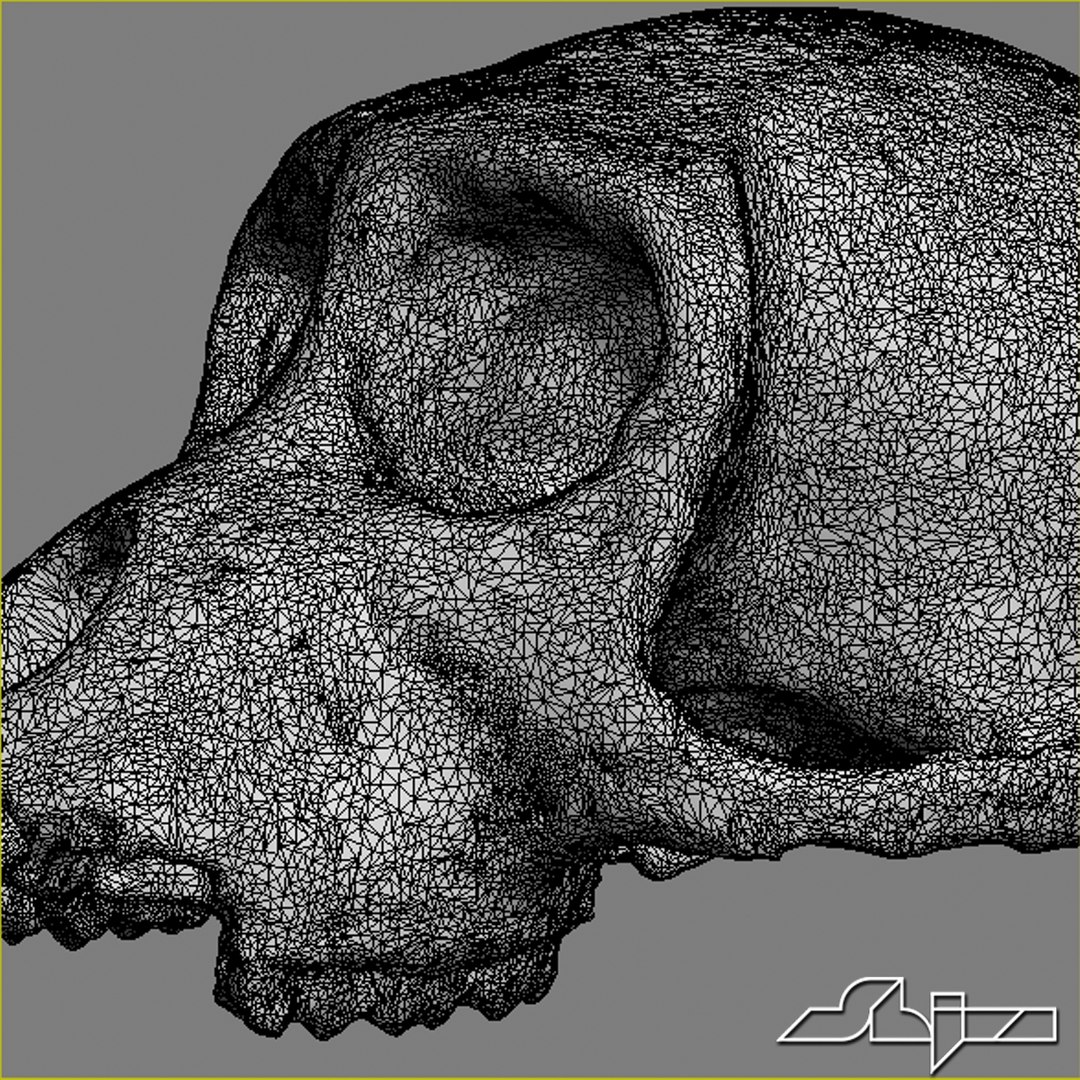 Skull Monkey 3d Model