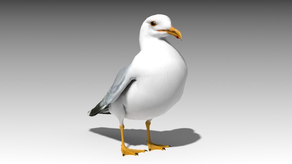 Seagull 3D - TurboSquid 1457347