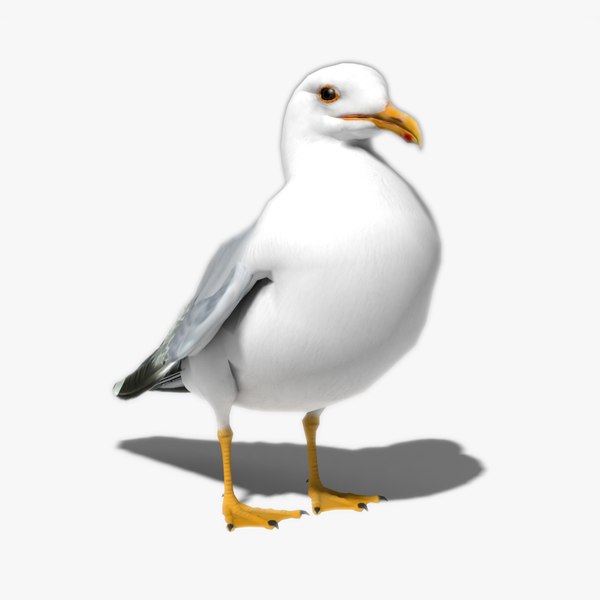 Seagull 3D Models for Download | TurboSquid
