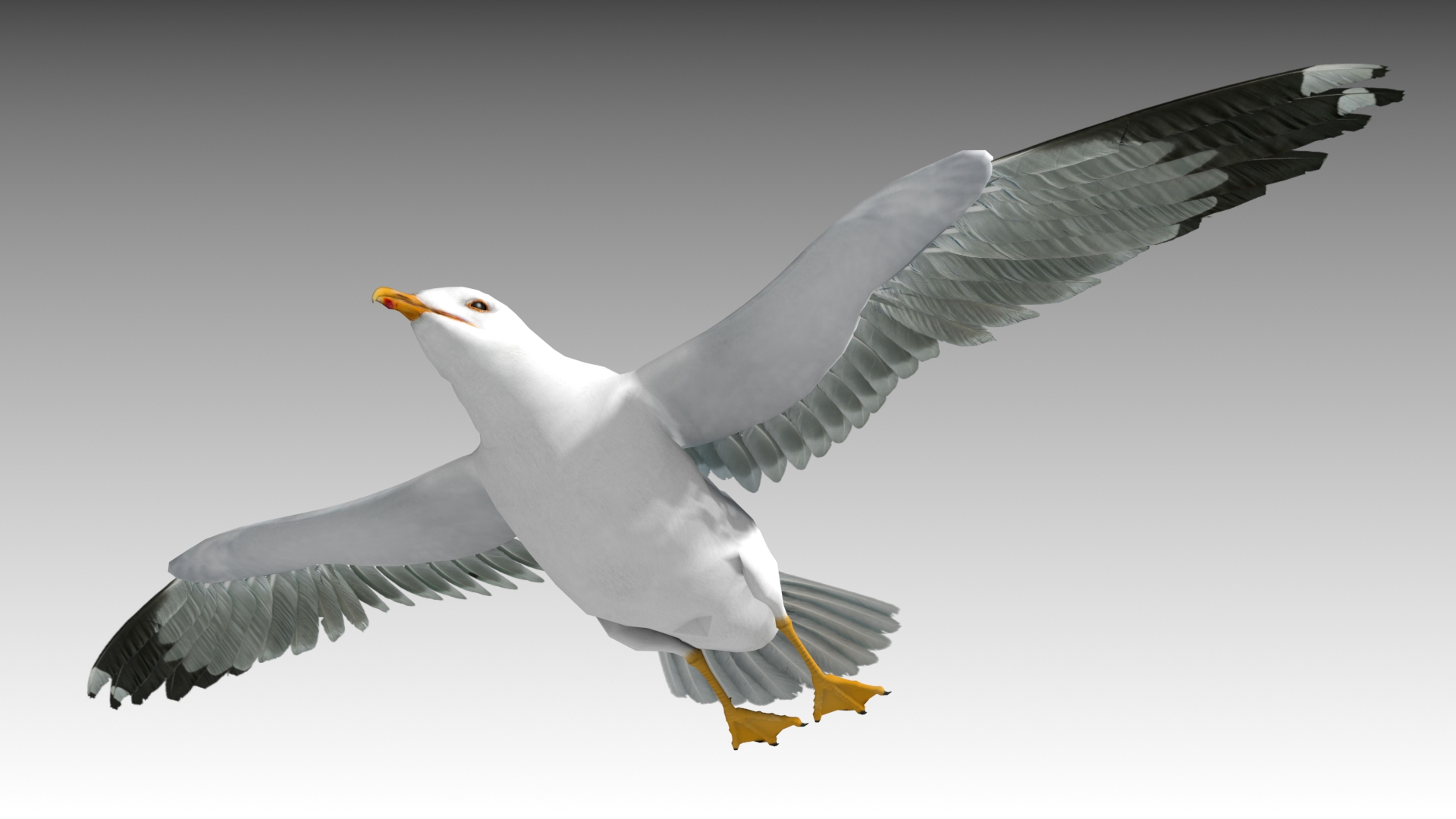 Seagull 3D - TurboSquid 1457347