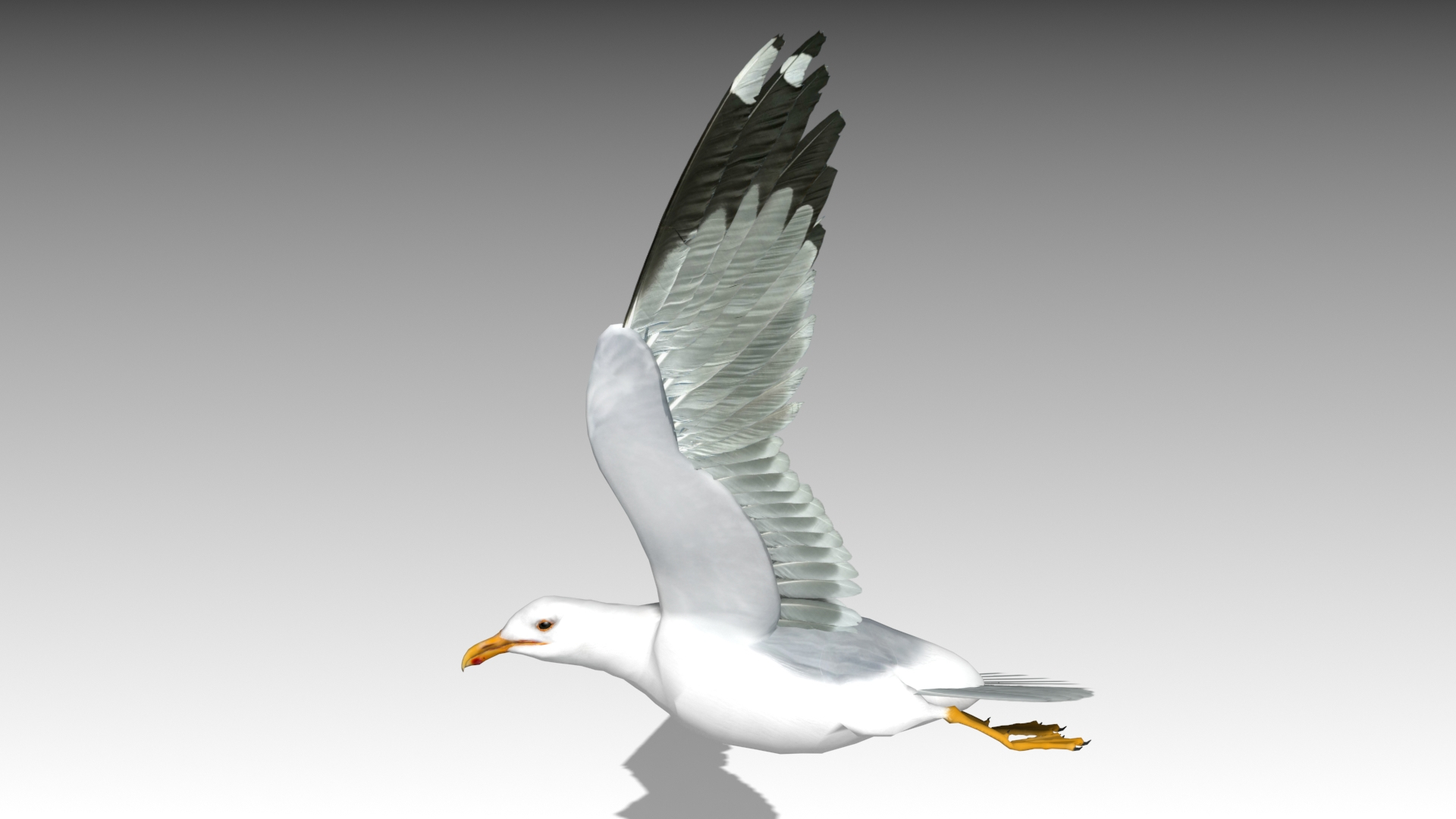 Seagull 3D - TurboSquid 1457347