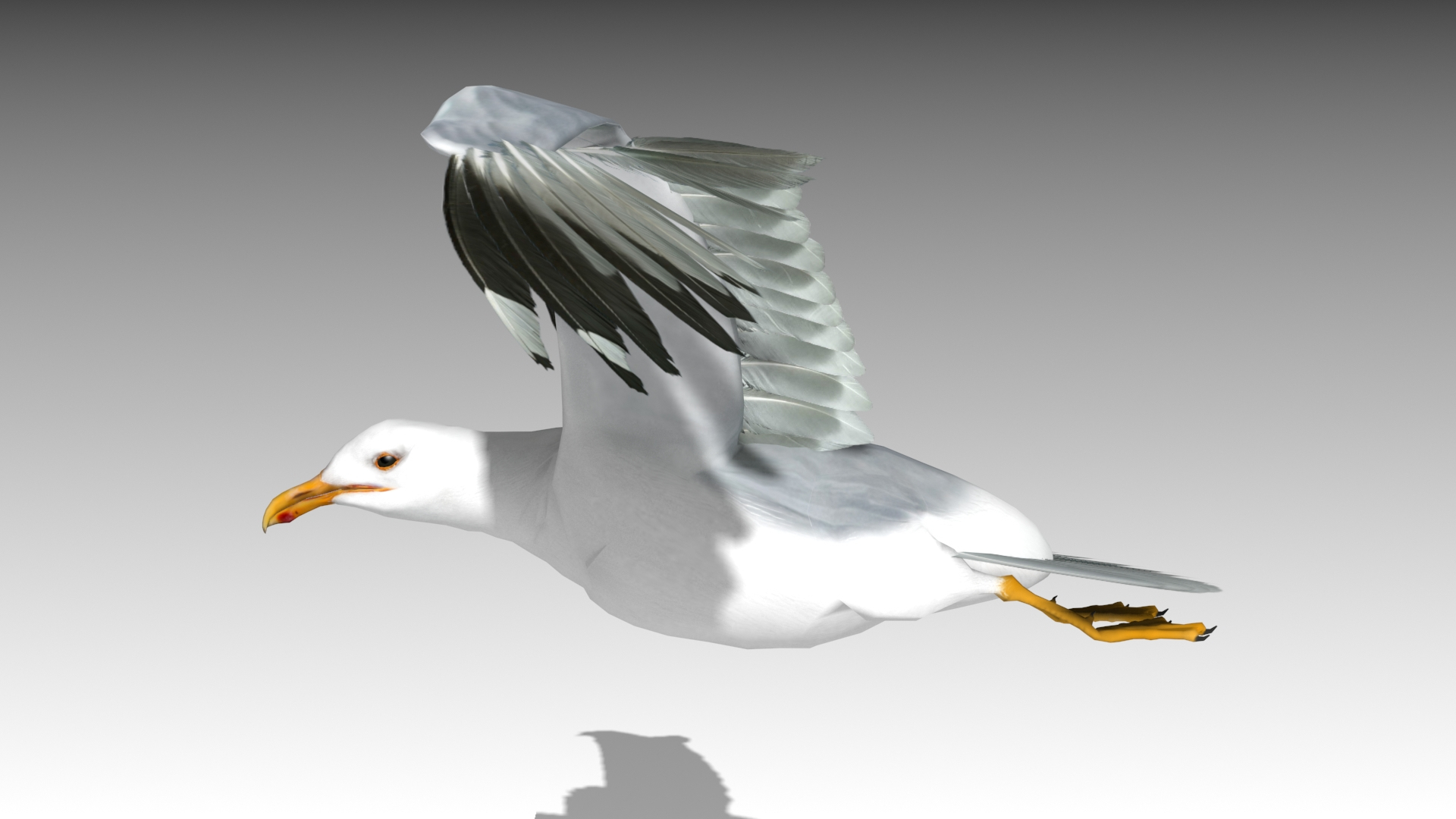 Seagull 3D - TurboSquid 1457347