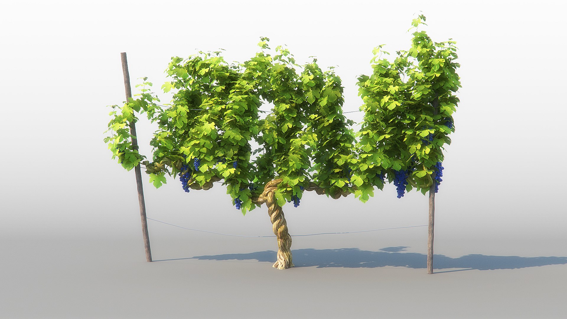 3D Model Vineyard Vine - TurboSquid 1348310