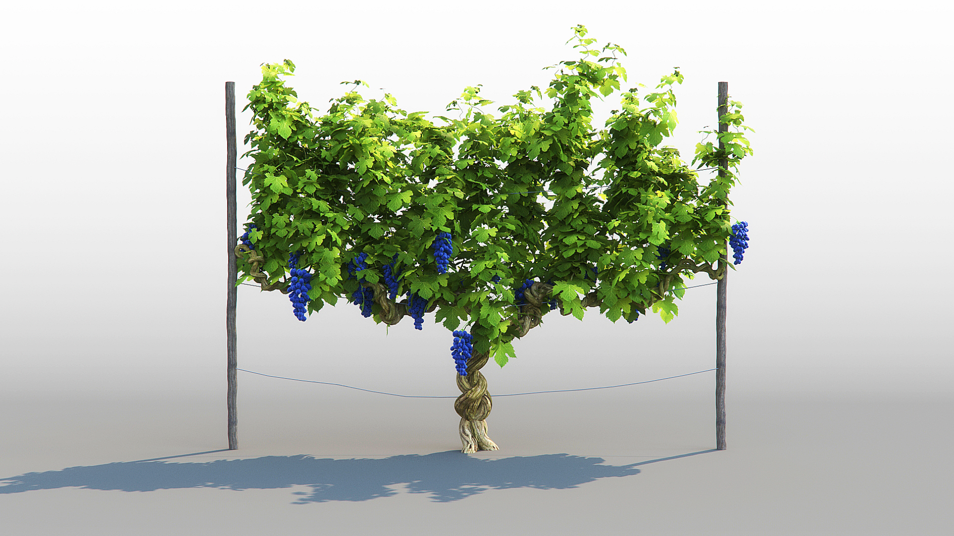 3D Model Vineyard Vine - TurboSquid 1348310