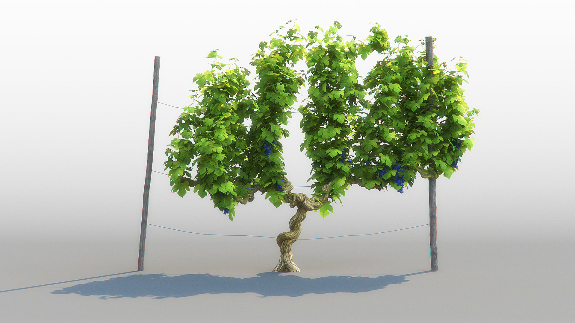 3D Model Vineyard Vine - TurboSquid 1348310