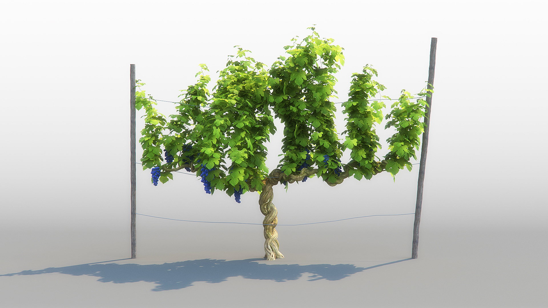 3D Model Vineyard Vine - TurboSquid 1348310