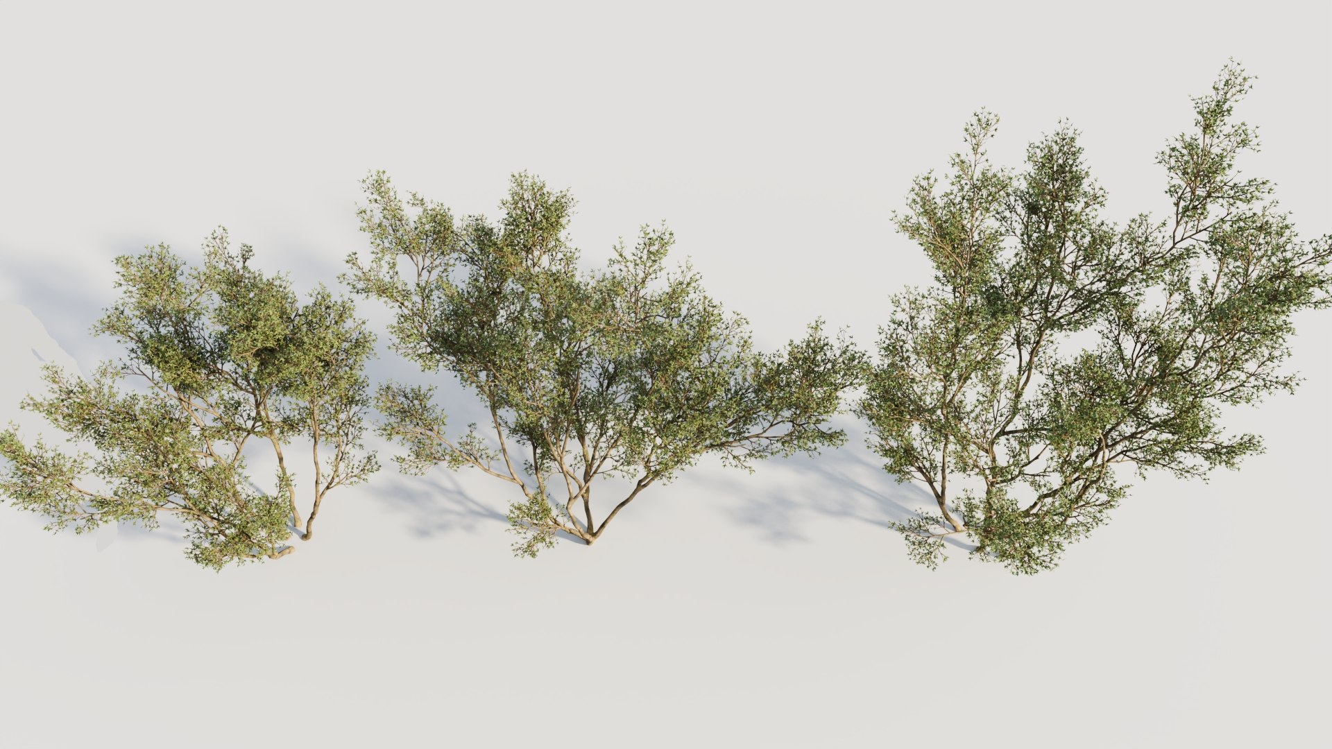 Larrea Tridentata C 3D - TurboSquid 2194108