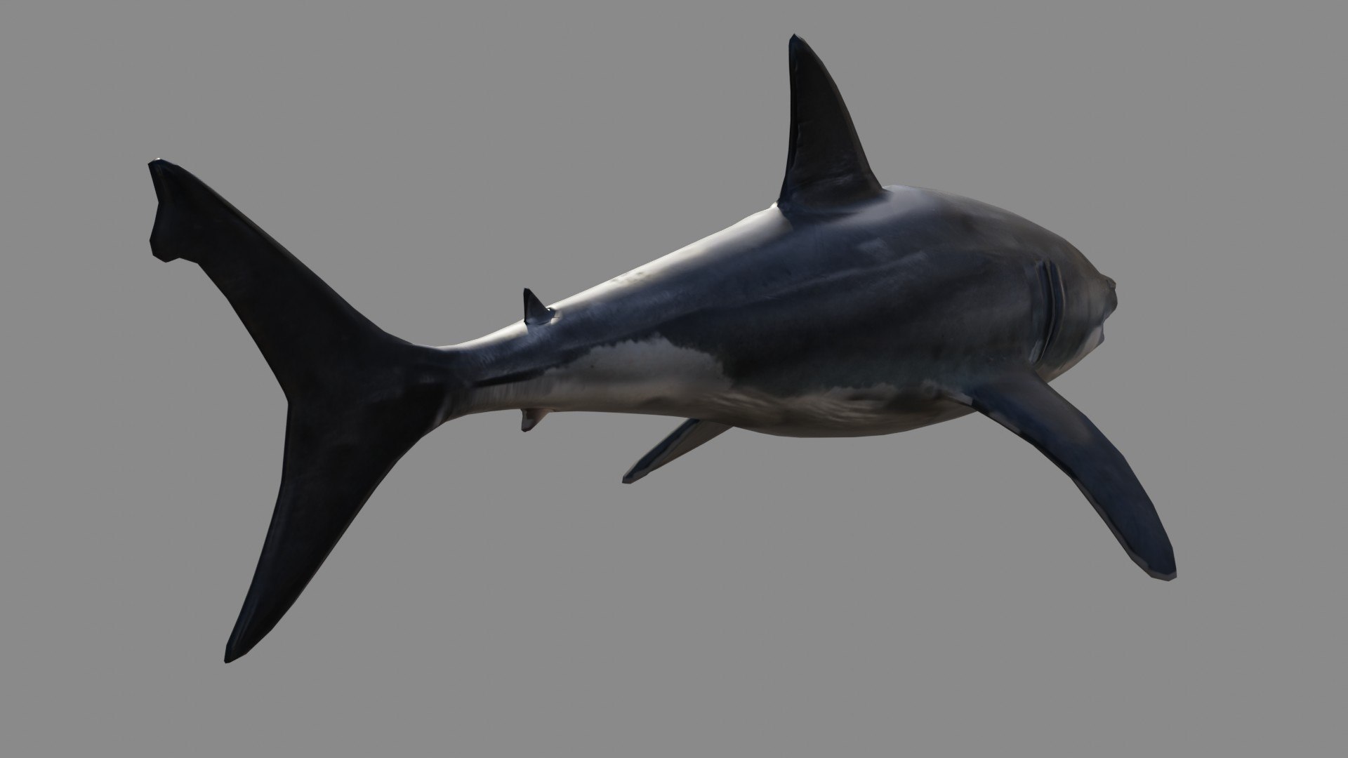 Shark - Low Poly - Game Ready - Rigged 3D Model - TurboSquid 2055348