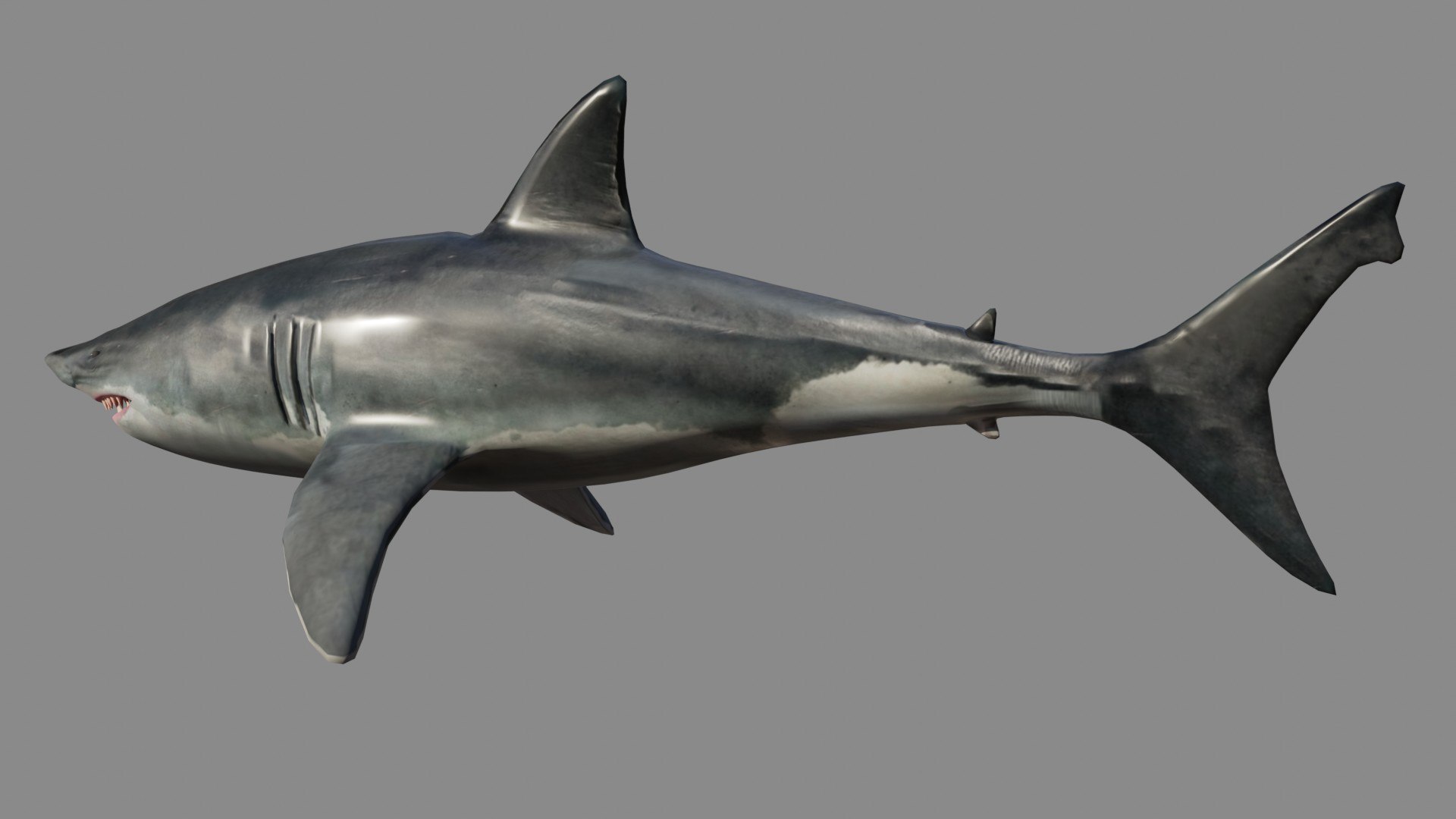 Shark - Low Poly - Game Ready - Rigged 3D Model - TurboSquid 2055348