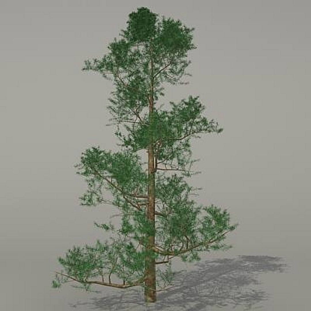 3d conifer tree